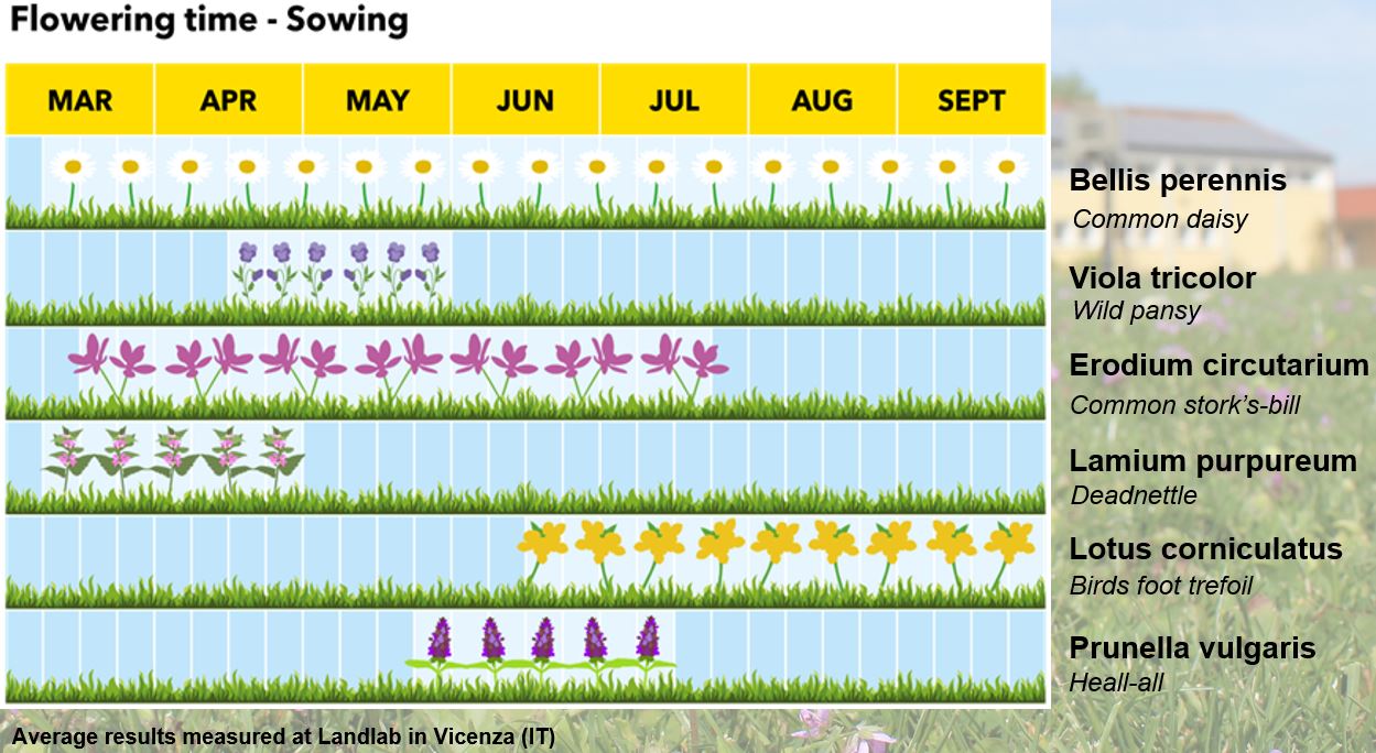 HAPPY LAWN 5kg- trawnik z kwiatami -Barenbrug